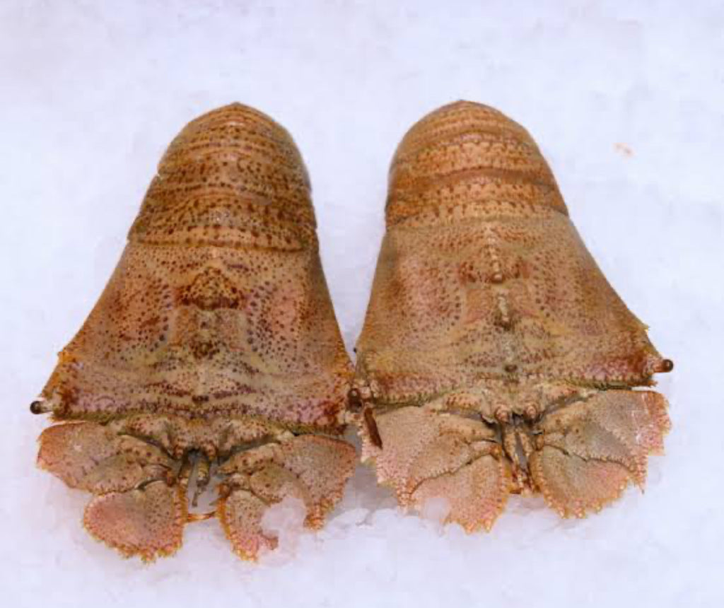 Moreton Bay Bugs Raw XL - Queensland – Stoney the Fishmonger