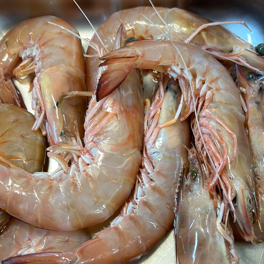Prawns Green whole -L Ocean King Queensland Green – Stoney the Fishmonger