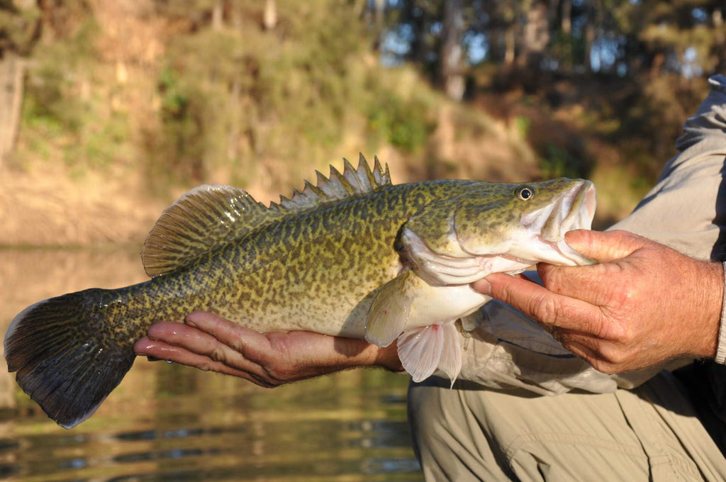 Murray Cod Whole – Stoney the Fishmonger
