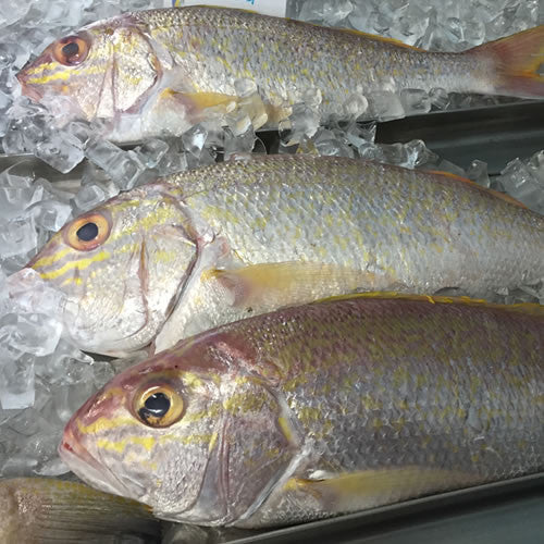 Goldband Snapper Whole – Stoney the Fishmonger
