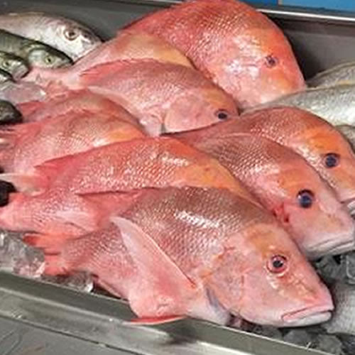 Red Emperor Whole – Stoney the Fishmonger