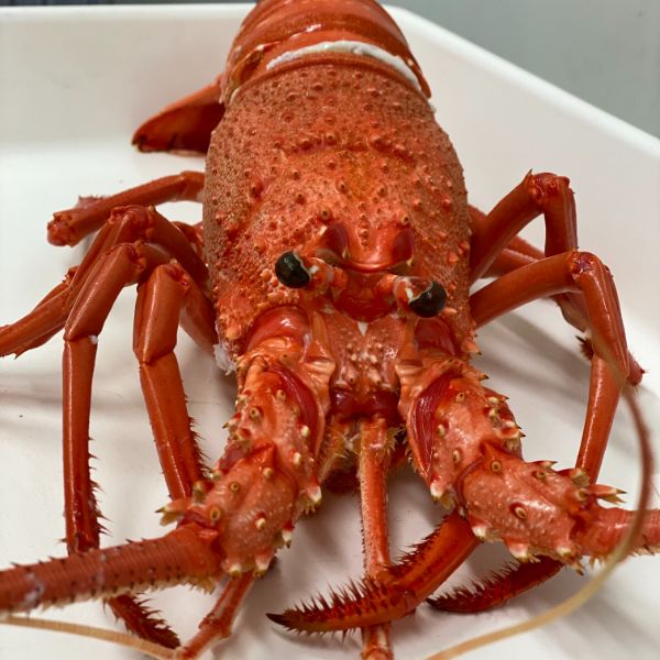Lobster Australian cooked 400-600g – Stoney the Fishmonger