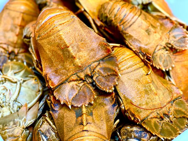 Moreton Bay Bugs cooked - Queensland – Stoney the Fishmonger
