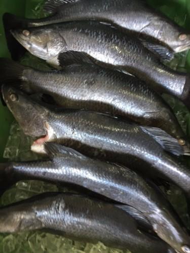 Baby Barramundi whole – Stoney the Fishmonger